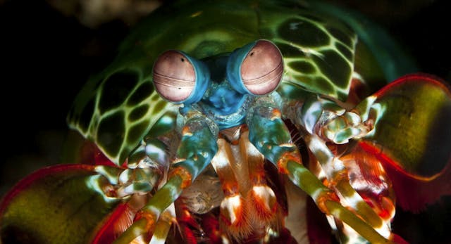 Colors: What is Color, Really? | Radiolab Podcast • Podcast Notes